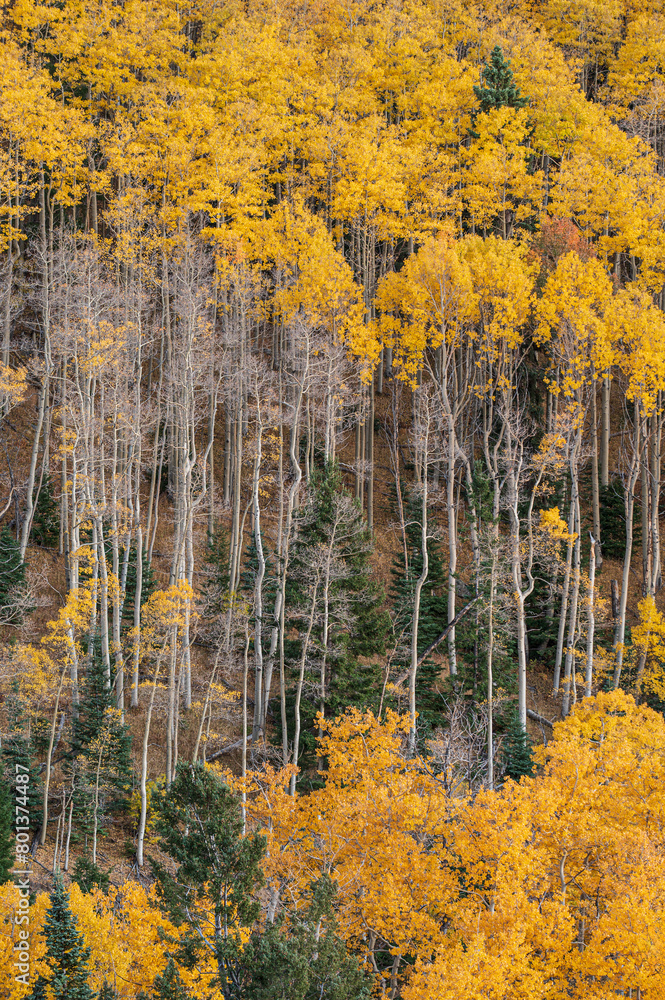 Usa, New Mexico, Santa Fe, Aspen trees in Fall colors in Sangre De ...