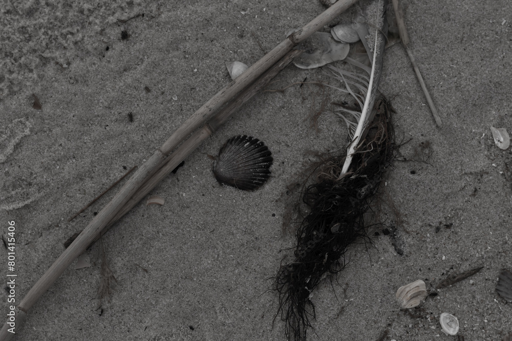 This beautiful scallop shell lay on the beach in this picture. The ...