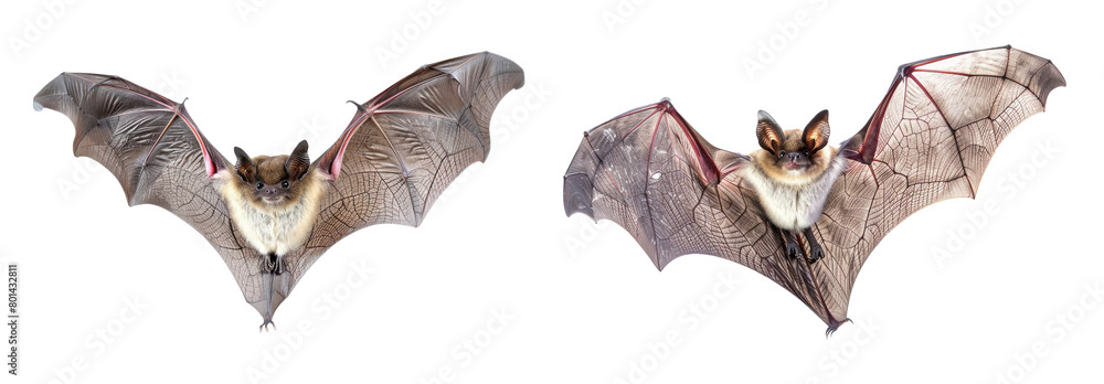 Set of Flying Grey long eared bat isolated on white or transparent ...