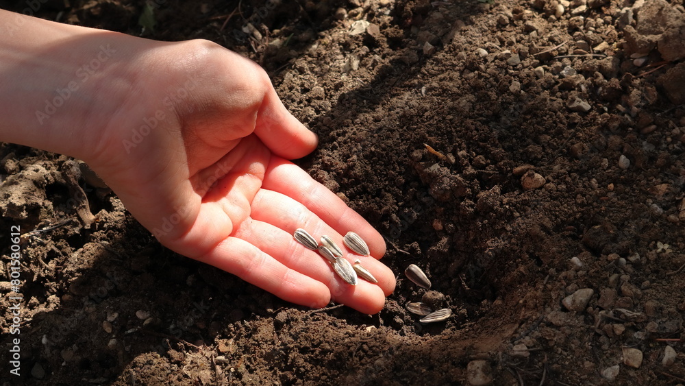 Seminare i semi di girasole in giardino. Una mano che pianta i girasoli ...