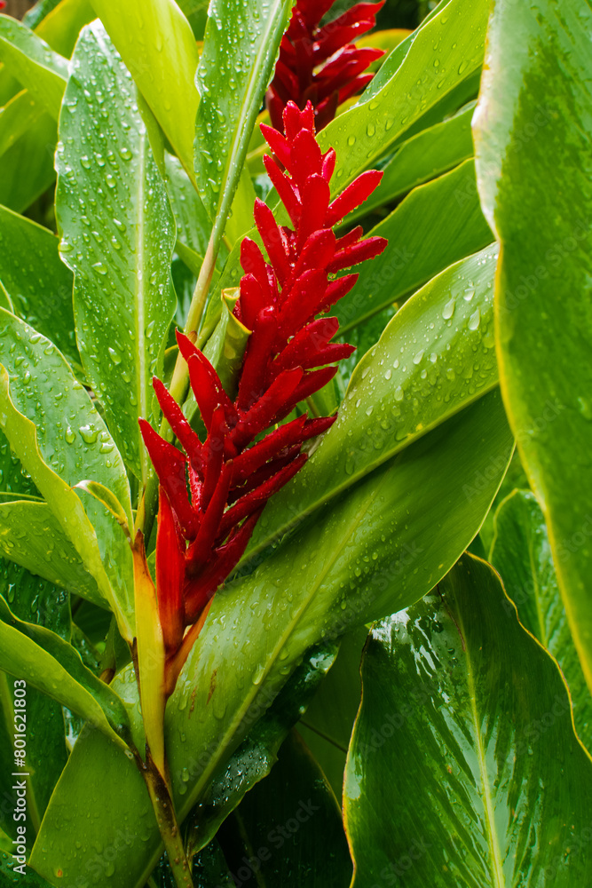 Alpinia purpurata plant, also known as red ginger. Plants and flowers ...