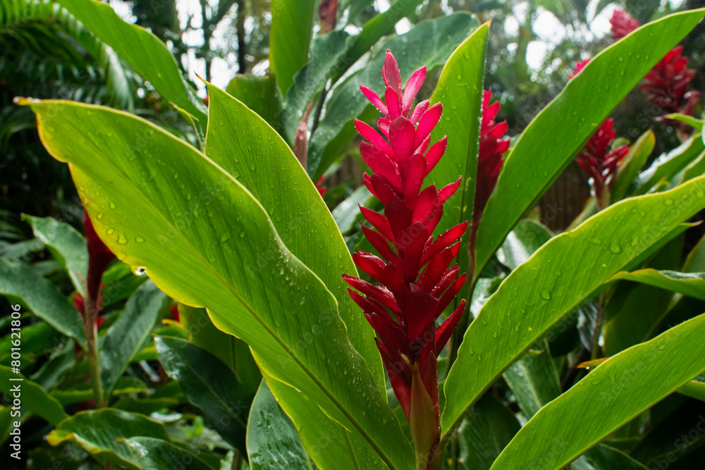 Garden with the Alpinia purpurata plant, also known as red ginger ...