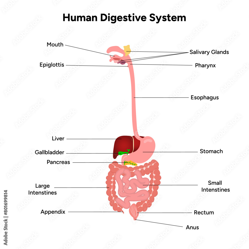 Human Digestive System Anatomy Diagram Stock Vector | Adobe Stock