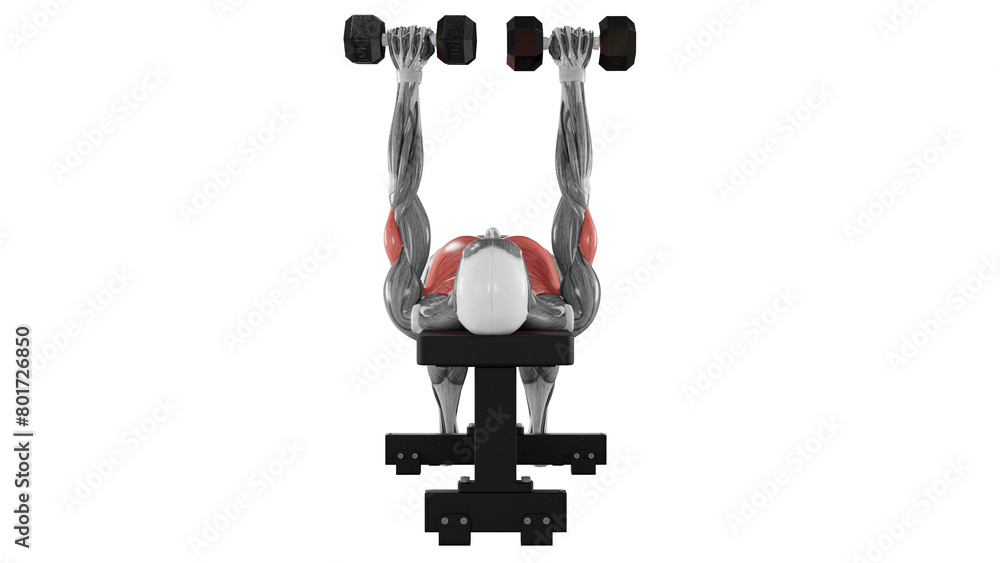 Dumbbell bench press exercise demonstration with muscle identification ...