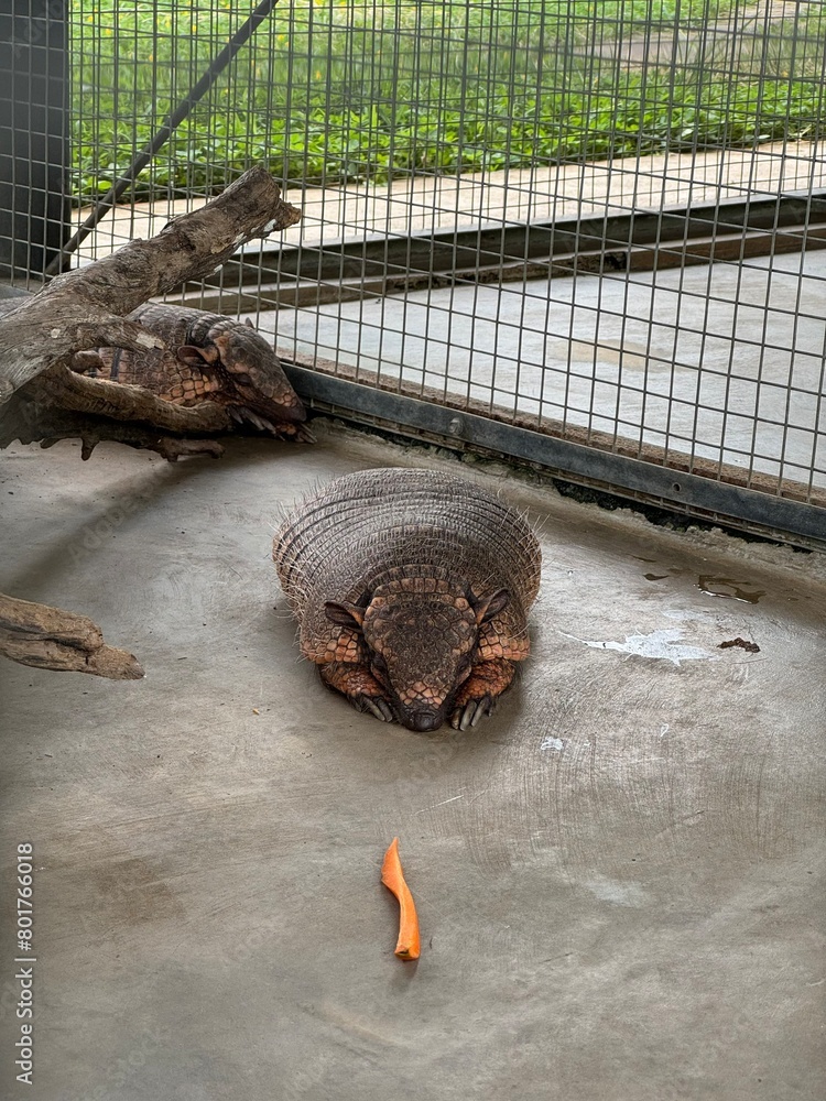 Pangolins (Tenggiling), sometimes known as scaly anteaters, are mammals ...