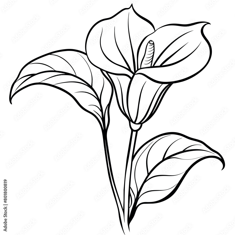 Calla Lily flower plant outline illustration coloring book page design ...