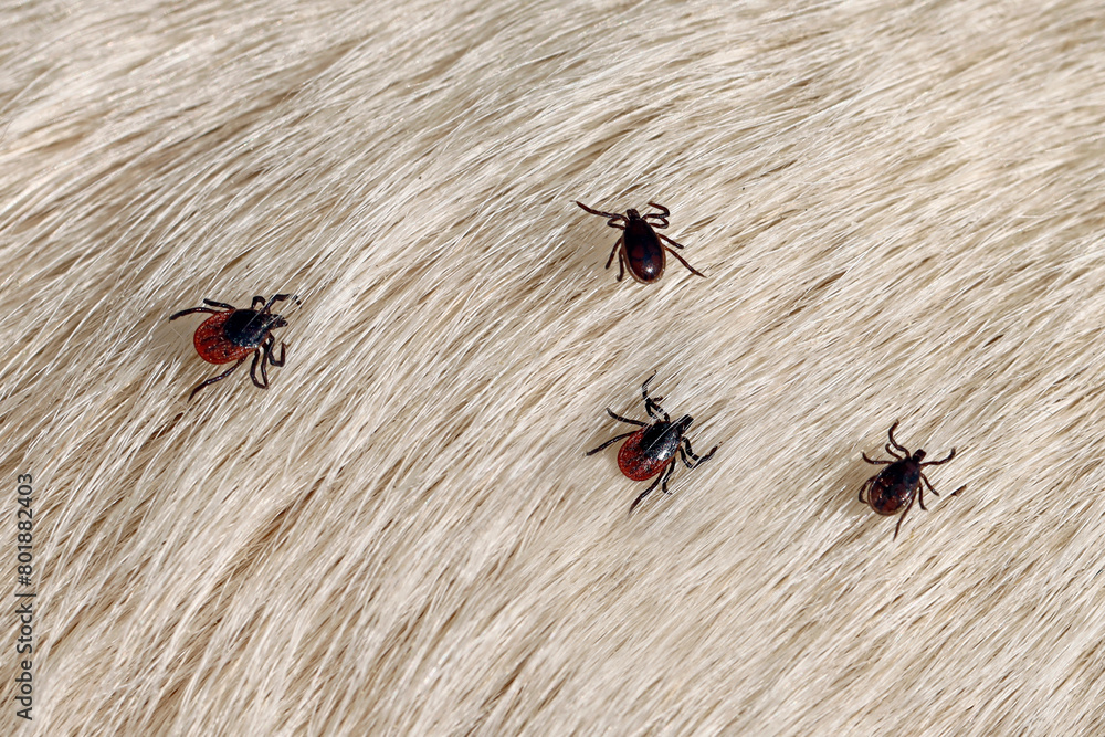 Several ticks of Ixodes ricinus and Rhipicephalus sanguineus crawl on a ...