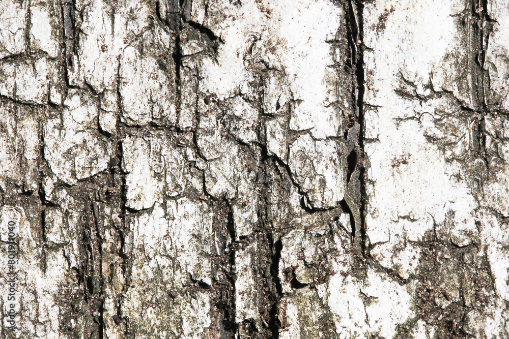 White birch bark texture. Closeup tree skin background. Natural tree ...