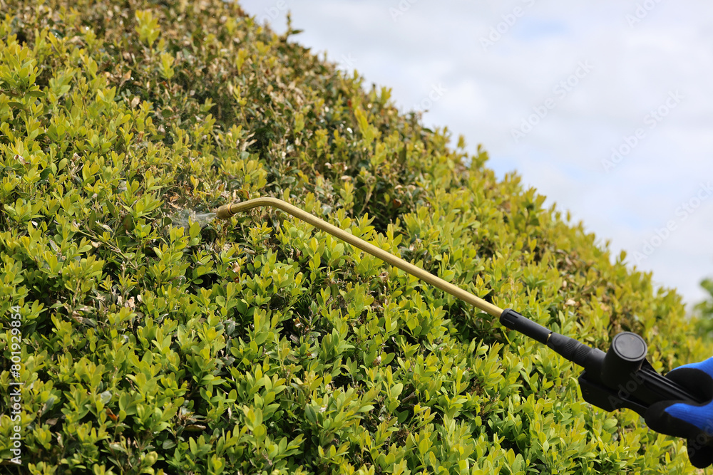 A gardener is spraying boxwood tree with insecticide against Cydalima ...
