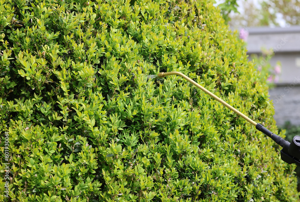 A gardener is spraying boxwood tree with insecticide against Cydalima ...