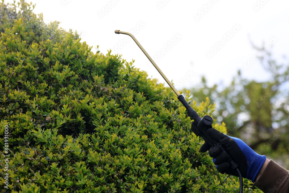 A gardener is spraying boxwood tree with insecticide against Cydalima ...