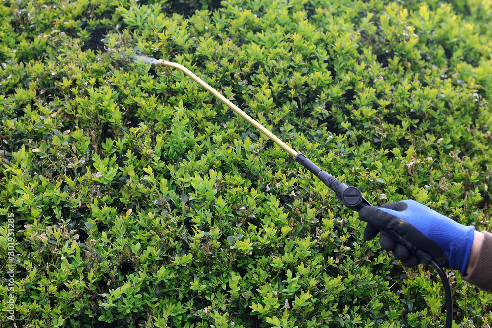 A gardener is spraying boxwood tree with insecticide against Cydalima ...