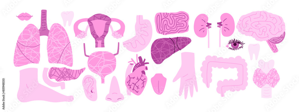 Set of human organs from kidney, liver, pancreas, thyroid gland, brain ...