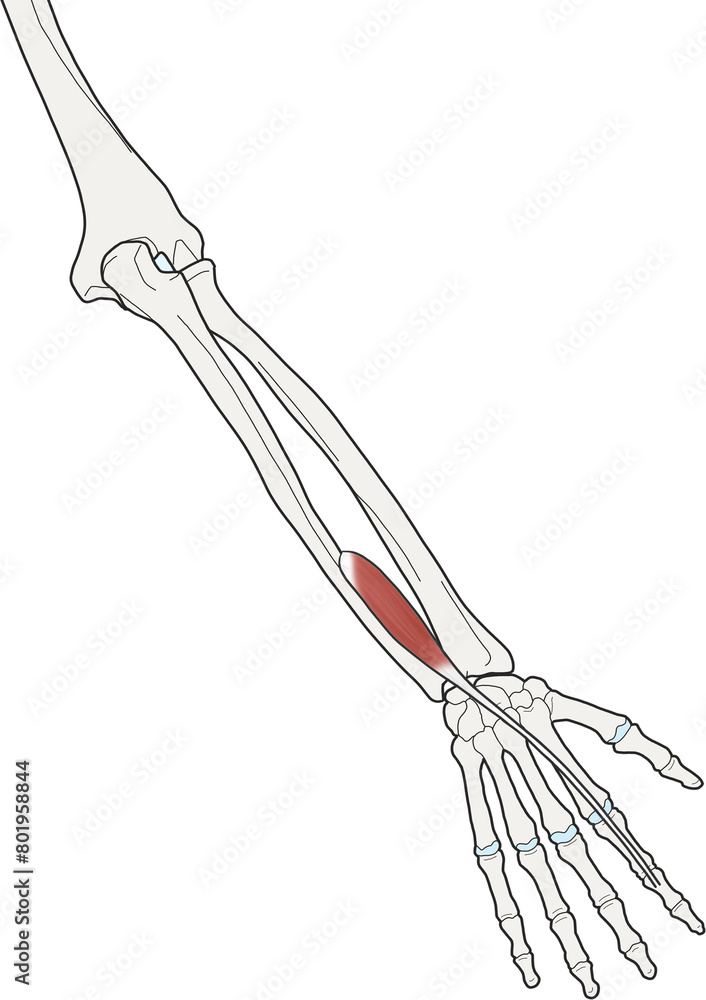 시지신근 근육 라인 일러스트 Stock Illustration | Adobe Stock