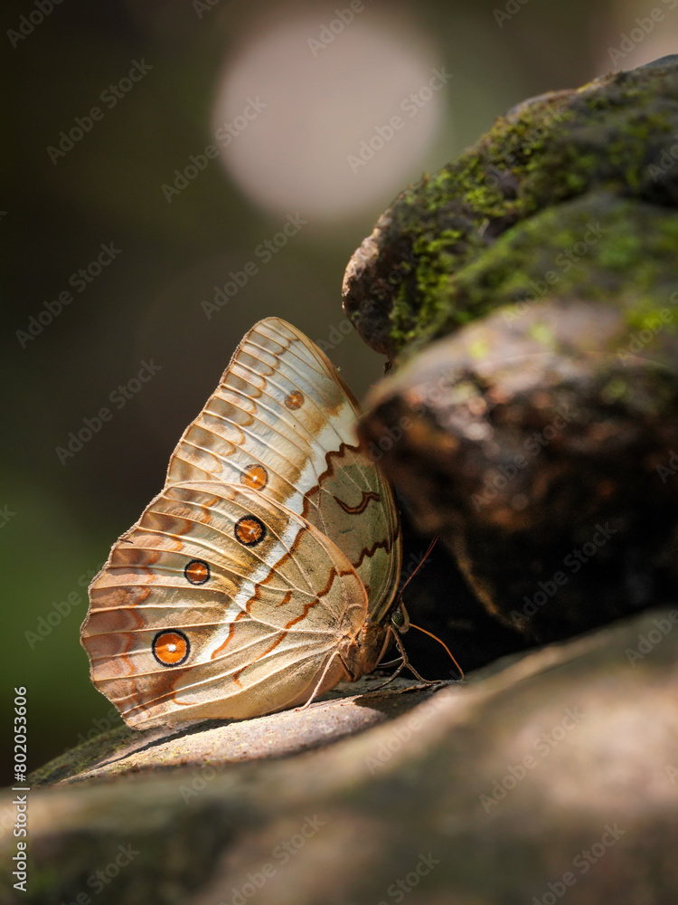 Beautiful of Cambodian Jungle Queen butterfly at Chanthaburi, Thailand ...