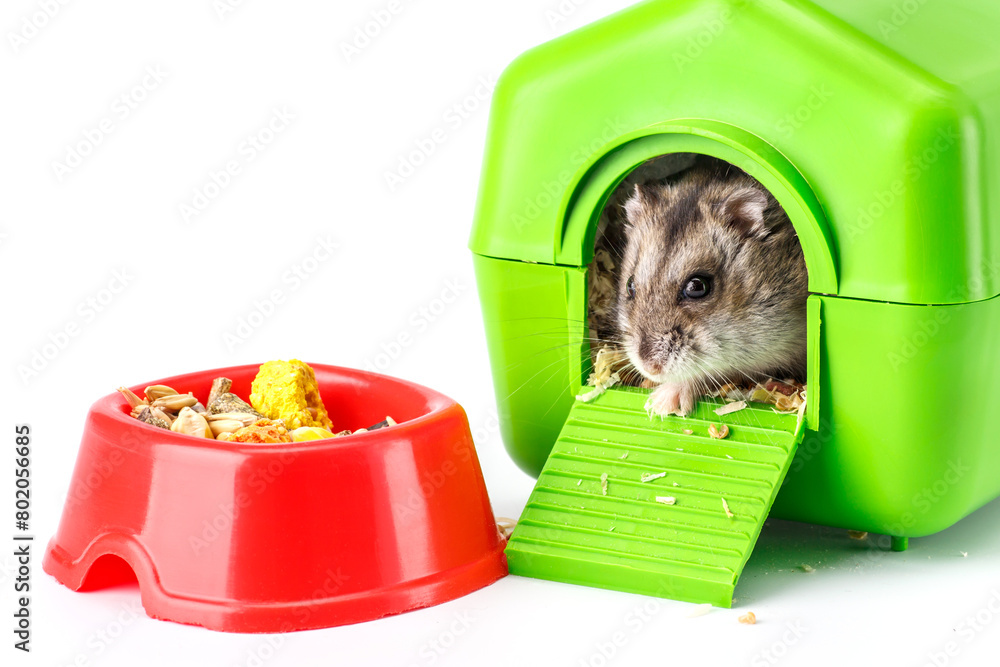 Dwarf gray hamster isolated on white background. Little house.Cute baby ...