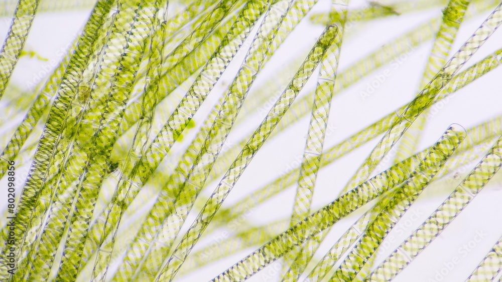Spirogyra, a filamentous freshwater green algae with spiral arrangement ...