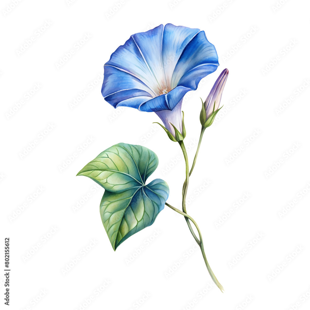 Watercolor Birth Month September Flower Morning Glory Clipart on ...