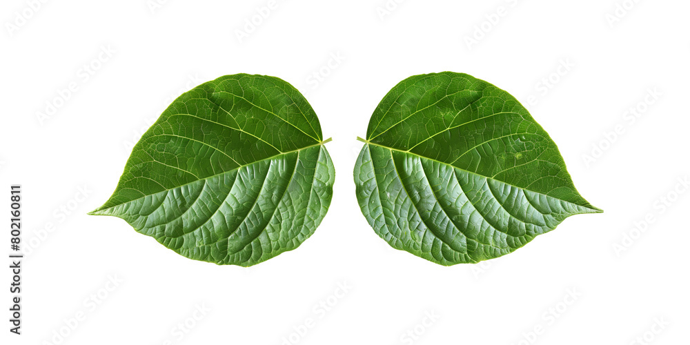 avocado leaves with a transparent background, Passiflora edulis leaves ...