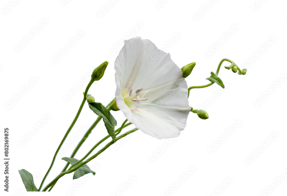 Beautiful flower of the field bindweed (Convolvulus arvensis) Stock ...