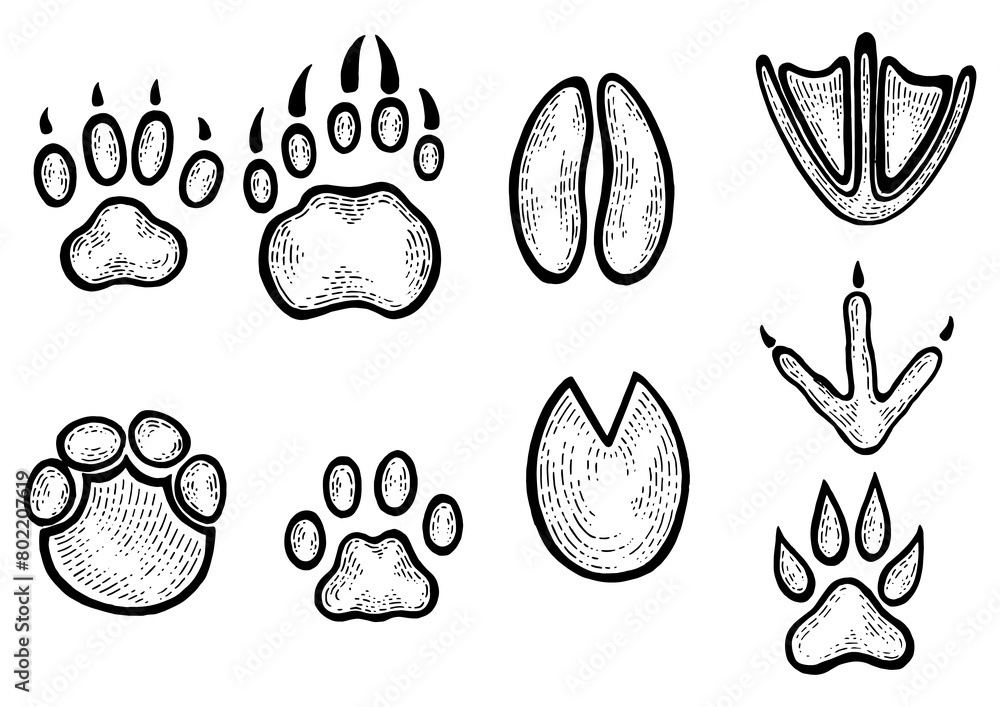 Animal tracks sketch engraving PNG illustration. Scratch board style ...