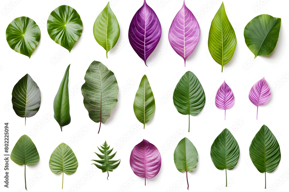 Collection of exotic orchid leaves, showing the wide variety of shapes ...