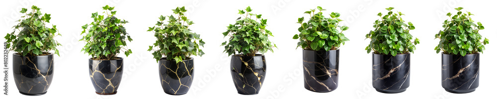 Ivy plants on luxury black marble vase (Hedera helix, Algerian Ivy ...