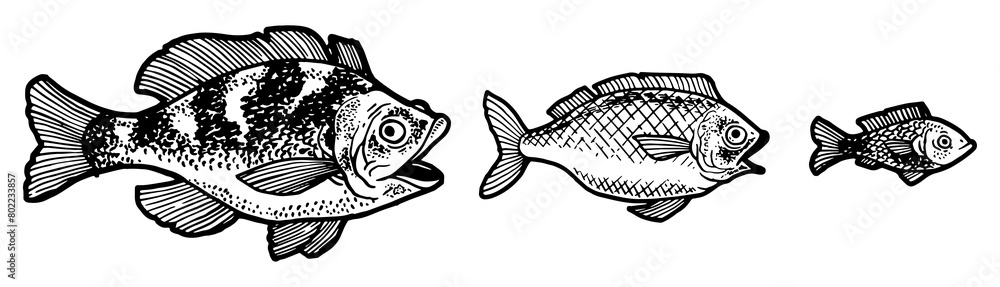 Three fish chasing each other and trying to eat swallow sketch ...