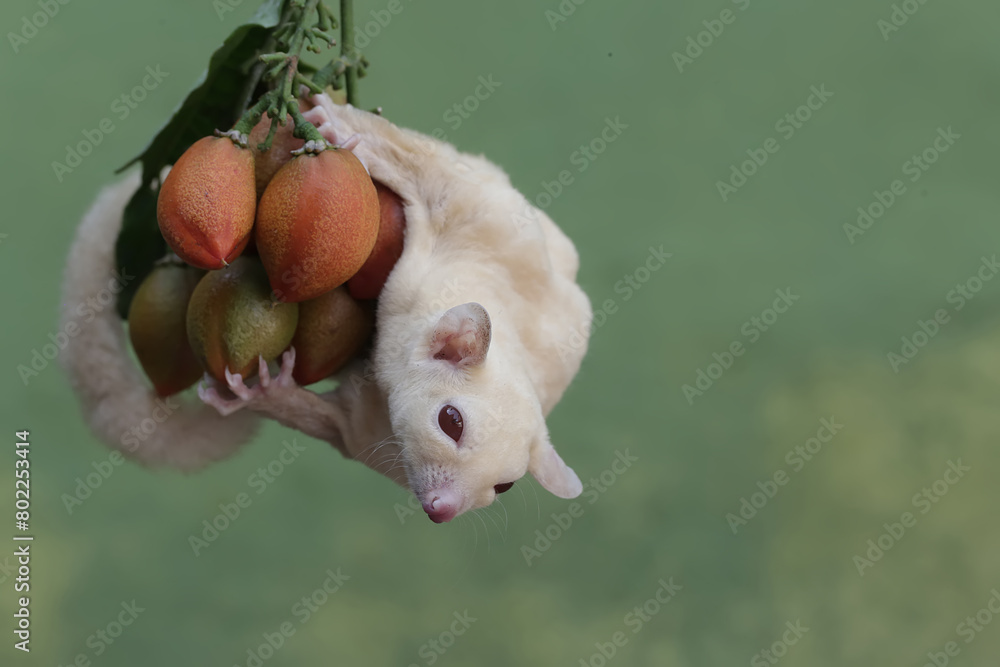 An albino sugar glider is eating peanut butter fruit. This marsupial ...