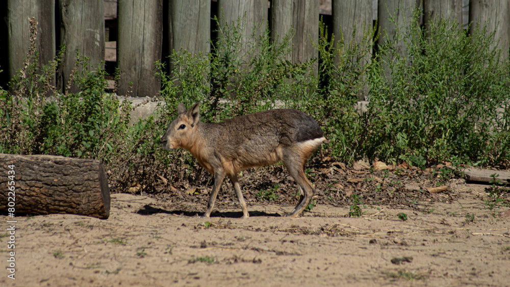 olichotis patagonum, mara, roedor, mara patagónica, liebre patagónica ...
