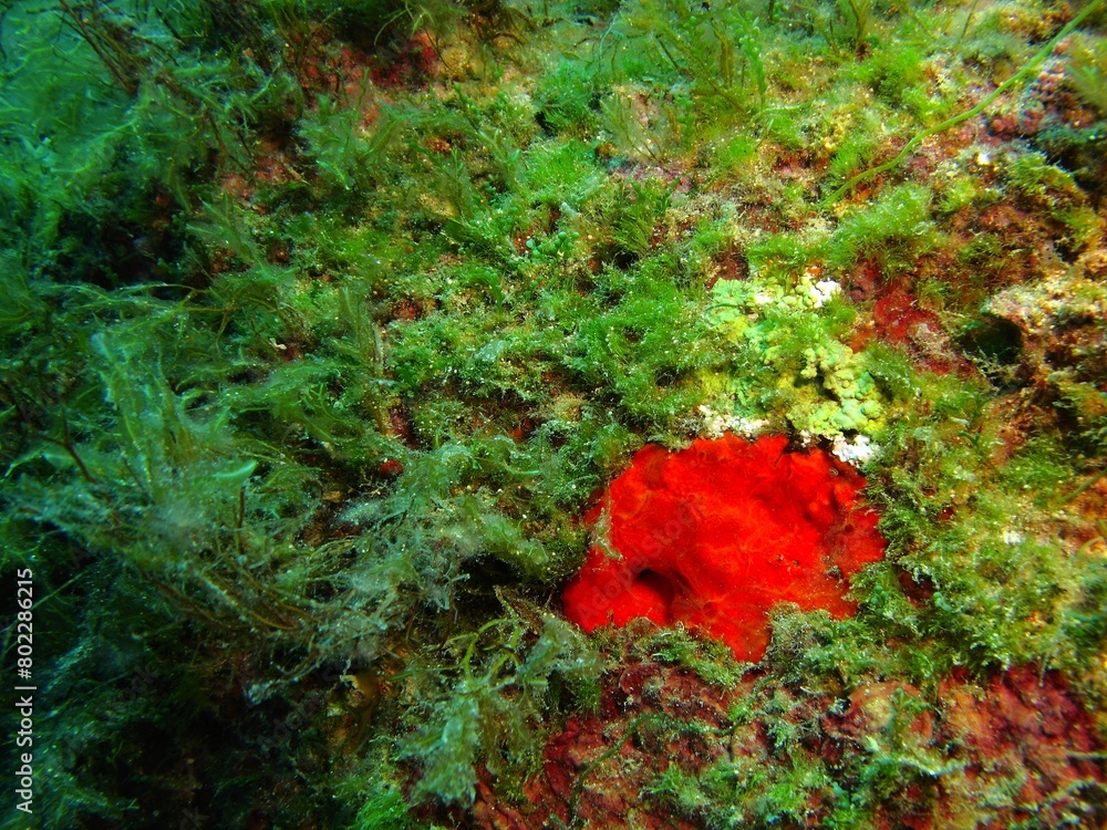 Detail of red underwater life on the green wall. Scuba diving ...