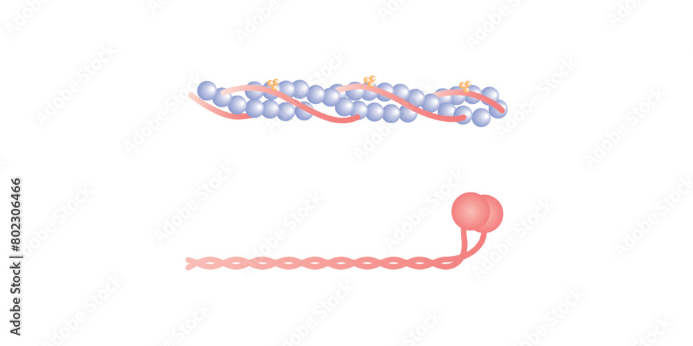 Actin and Myosin Filaments Diagram Scientific Design. Vector ...