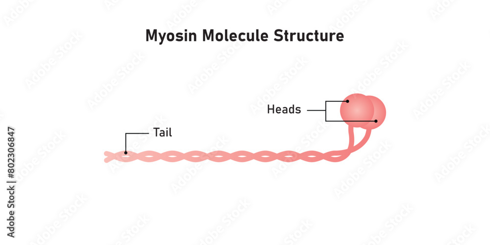 Myosin Molecule Diagram Scientific Design. Vector Illustration. Stock ...