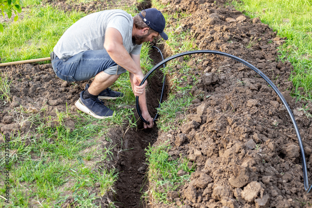 Installation of automatic drip irrigation for the garden. A man places ...