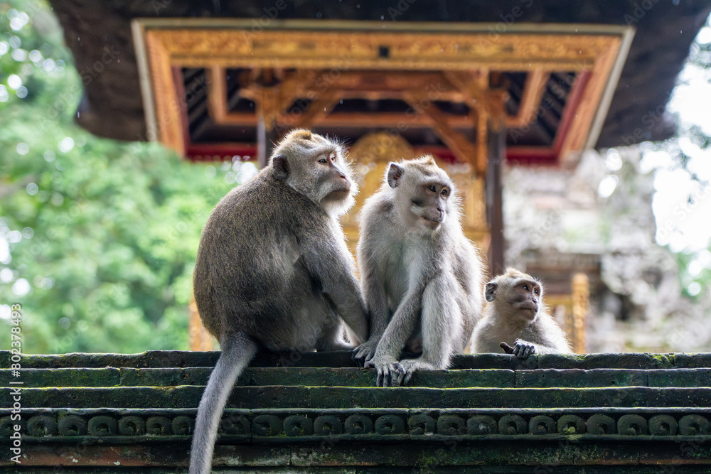 Long Tailed Macaque - 3 monkeys sitting on wall in front of temple ...