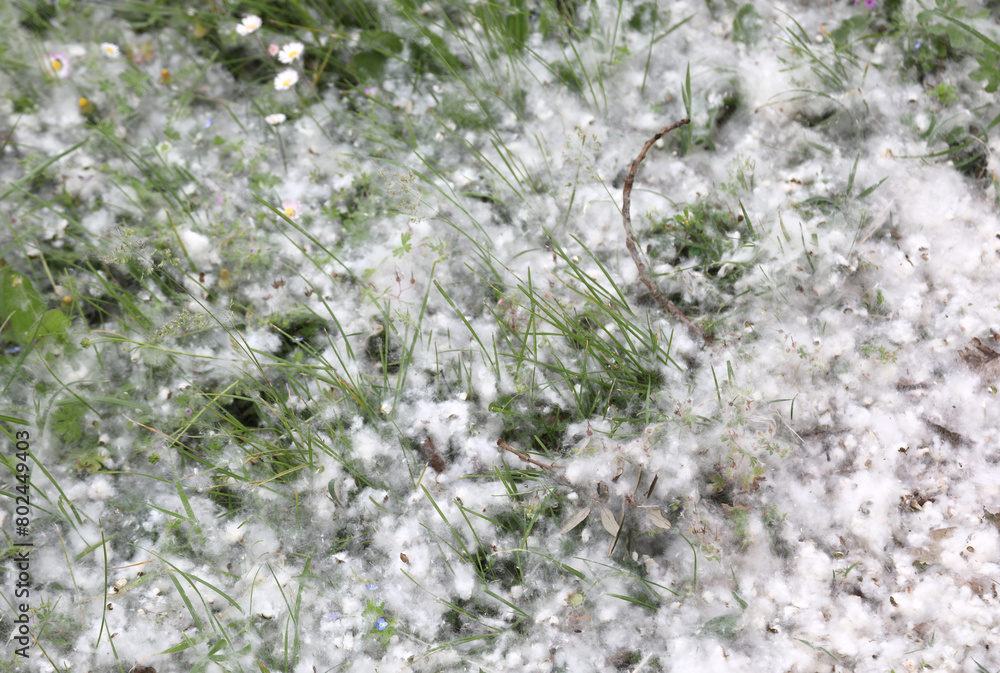 White background of the tree pollen flakes that cause allergies and ...