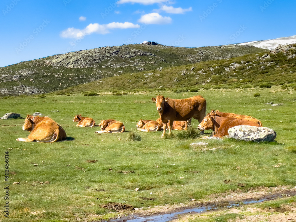 Cows grazing on the mountains in Spain. Brown cows. A standing cow and ...