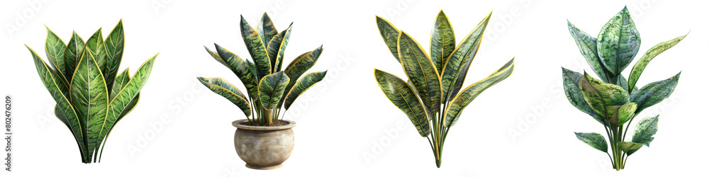 Snake Plant Hyperrealistic Highly Detailed Isolated On Transparent ...