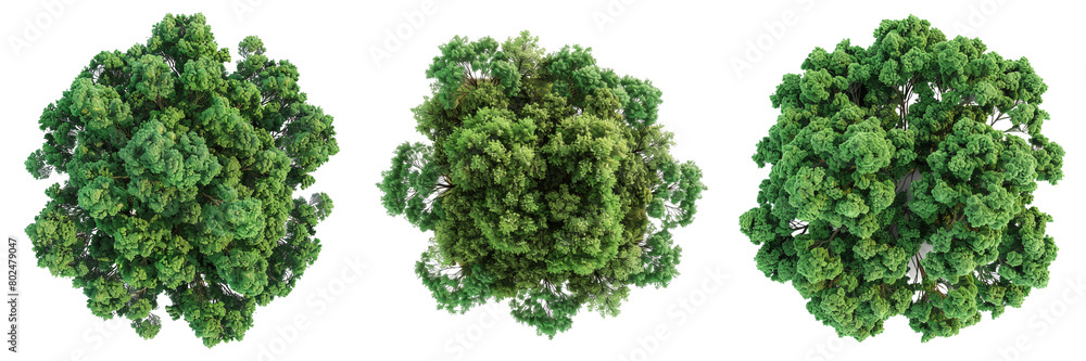 Set of A very tall trees on a top view, high resolution on a ...