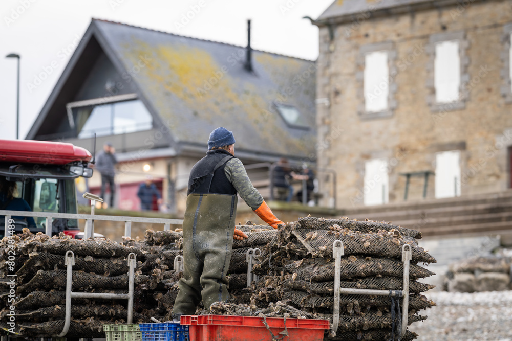 Oyster farm worker with tractor and trailer carrying oysters in metal ...