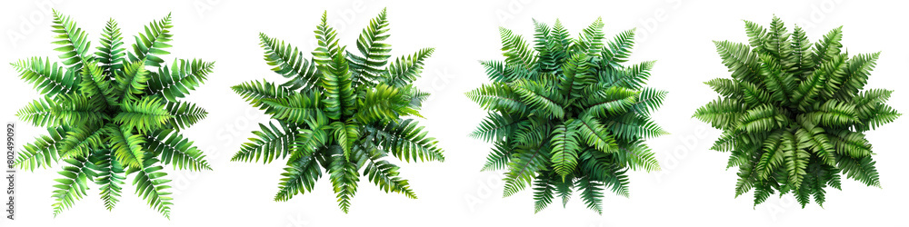 Japanese Painted Fern Plants Top View Hyperrealistic Highly Detailed ...