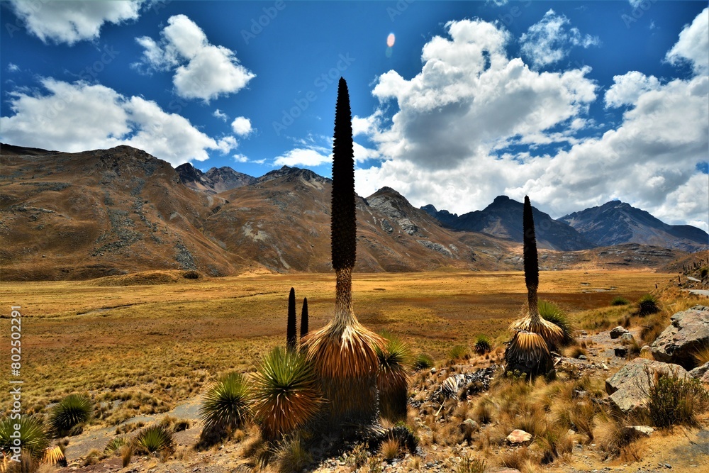 Puya raimondii (Raimondi Cove, Queen of the Andes, titanka, ilakuash ...