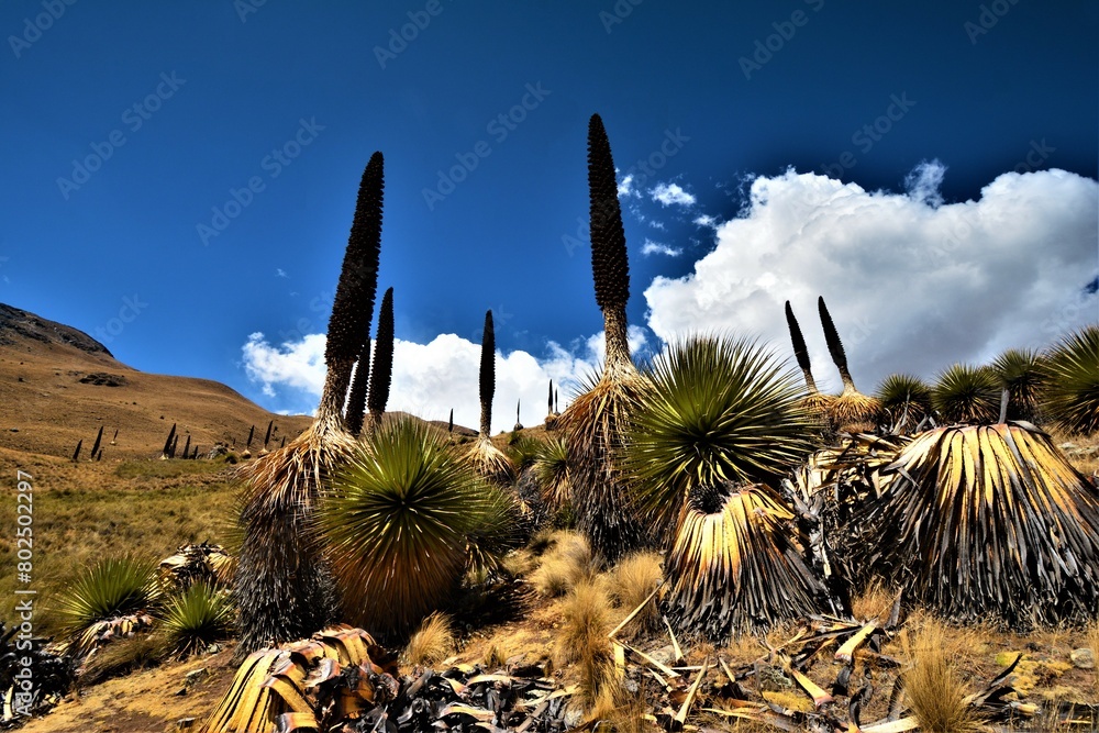 Puya raimondii (Raimondi Cove, Queen of the Andes, titanka, ilakuash ...