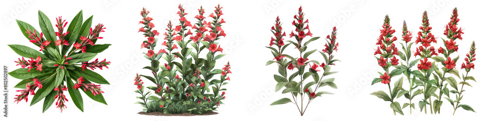 Cardinal Flower Plants Hyperrealistic Highly Detailed Isolated On ...