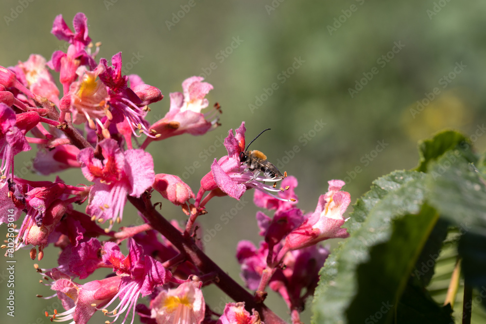 Red chestnut. The colorful inflorescences of a tree called chestnut ...