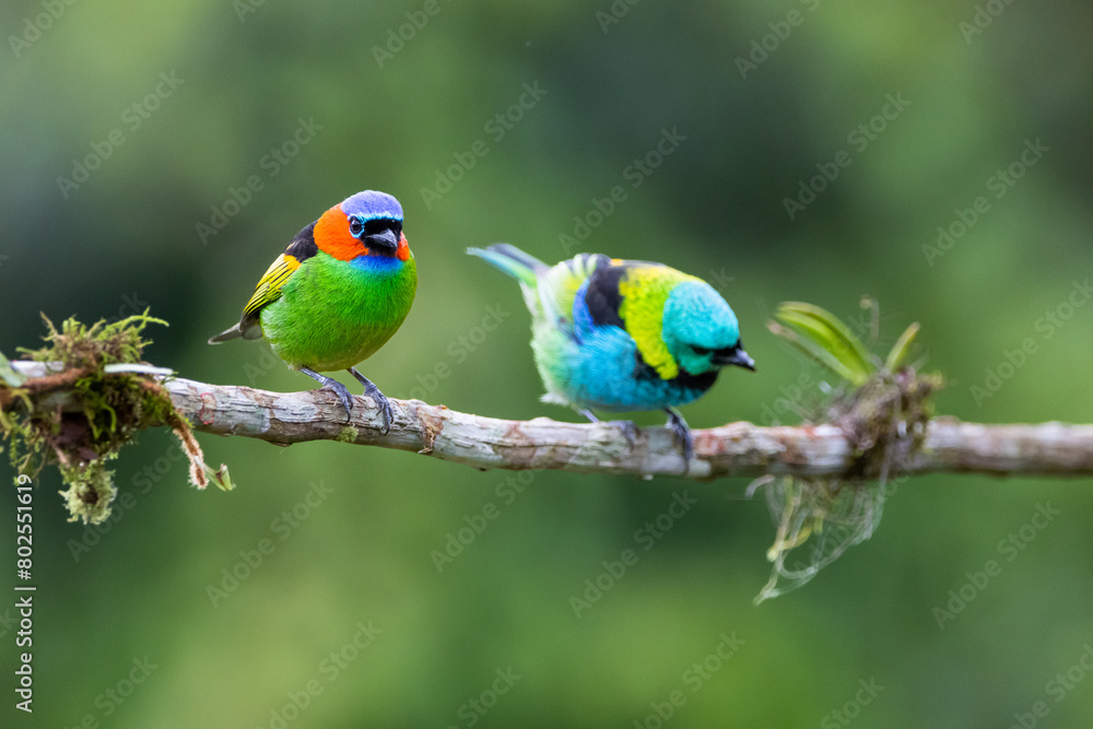 Grupo de aves diversas da Mata Atlântica / Group of diverse birds from ...