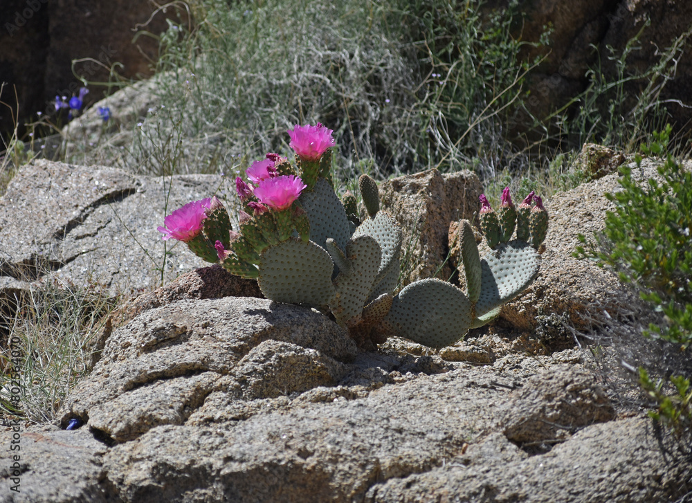 Beavertail cactus, Opuntia basilaris, also called beavertail ...