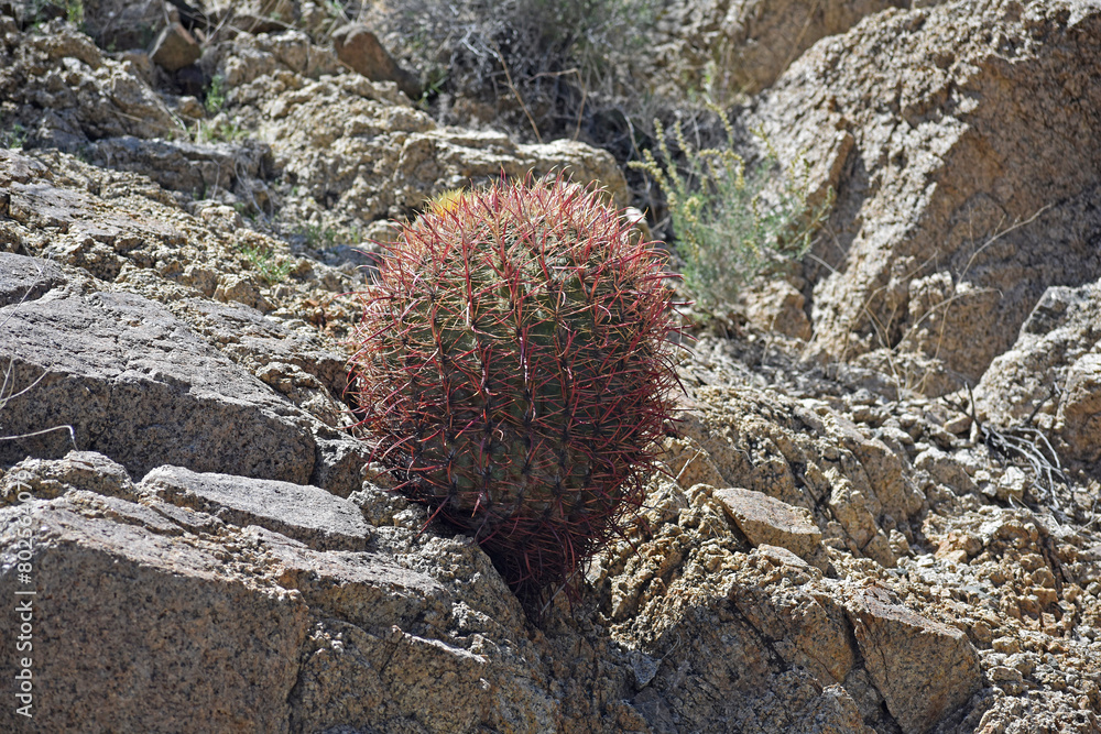 California Barrel Cactus, Ferocactus cylindraceus. Found in Mojave and ...