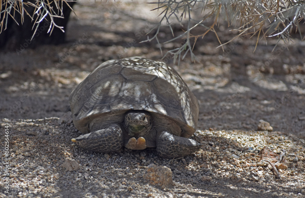 Mojave Desert Tortoise, Gopherus agassizii. Front view shows head ...