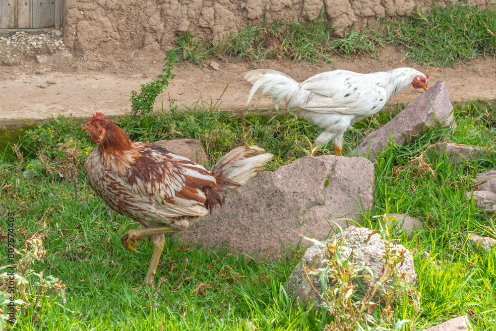 Esta hermosa imagen de dos gallinas Stock Photo | Adobe Stock